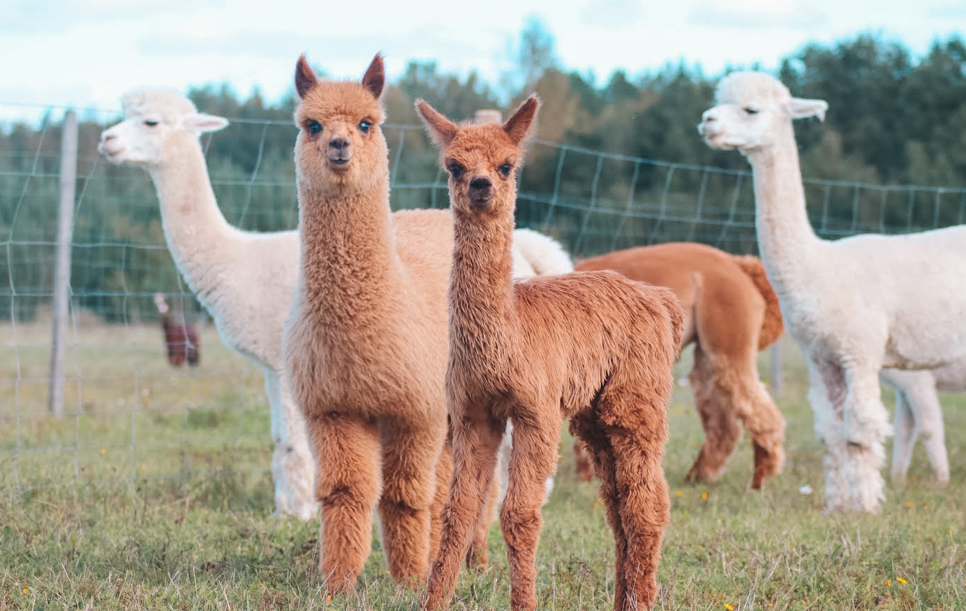 Maal Elamise Päev Pärnumaal - üle 20 ürituse