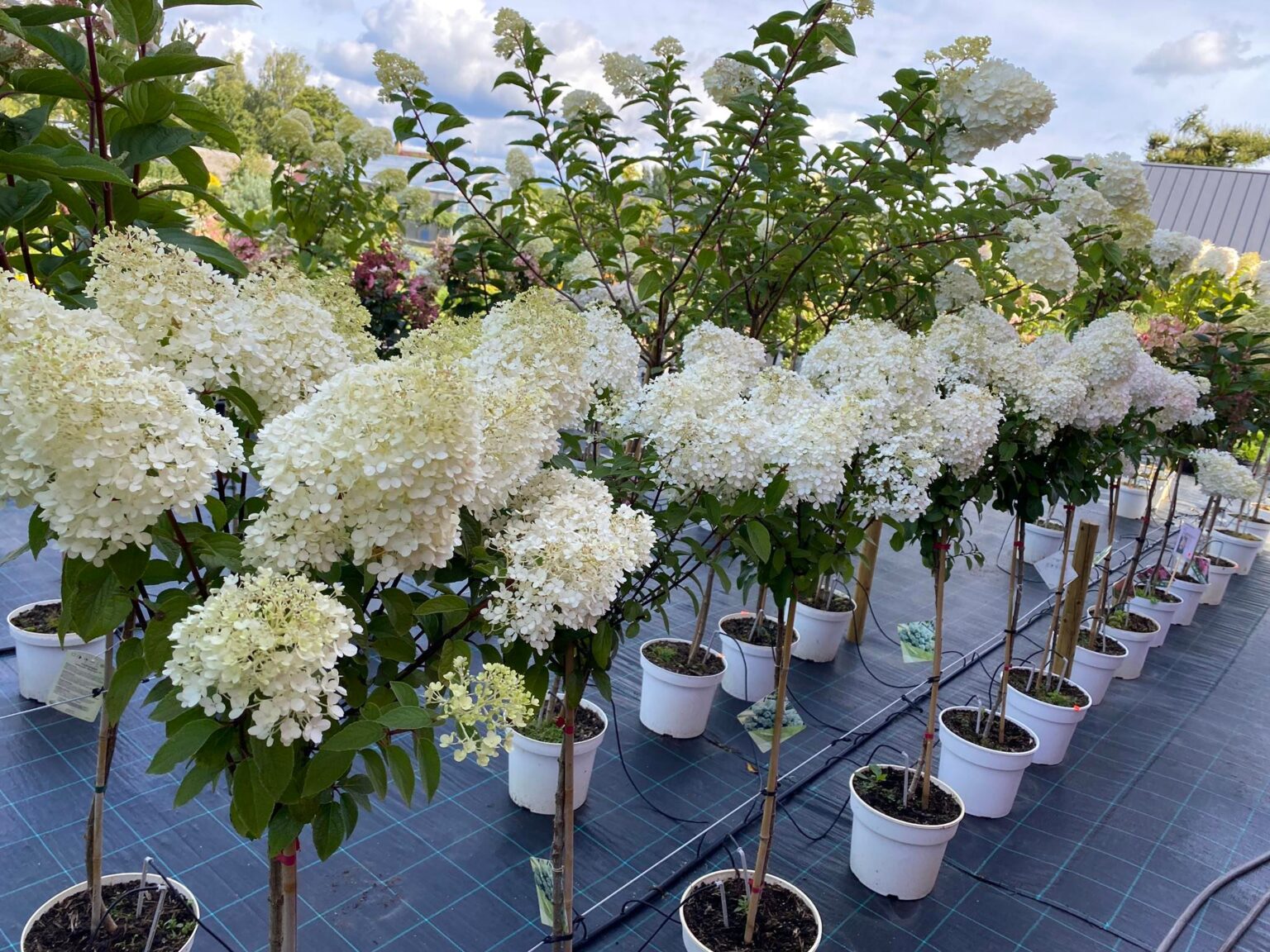 Võiste Puukool - Pärnumaa infovärav